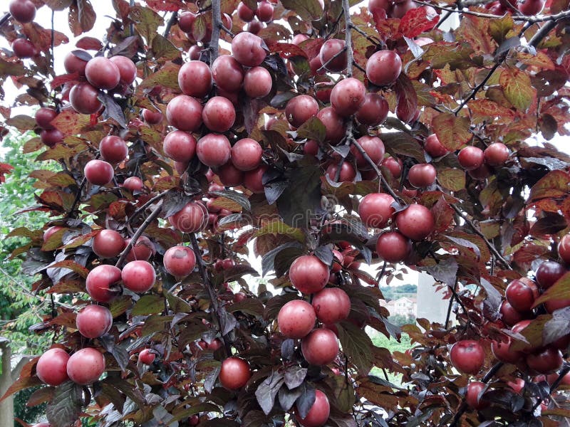 Various Fruits on Tree in Garden in Summer Stock Photo - Image of ...