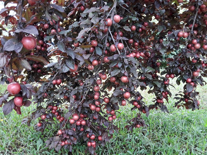 Various Fruits on Tree in Garden in Summer Stock Photo - Image of leaf ...