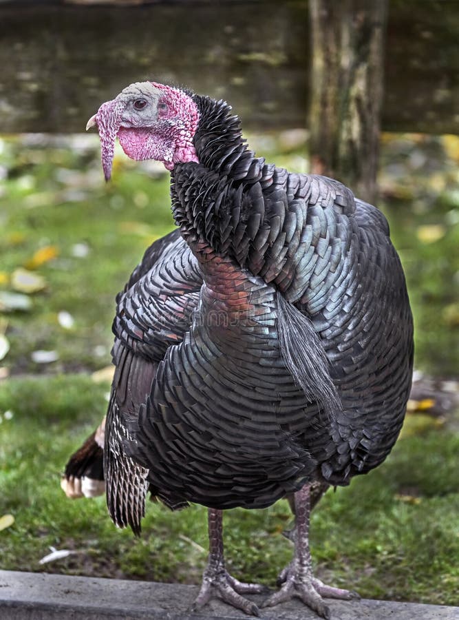 Turkey male stock photo. Image of food, large, strut - 46608808