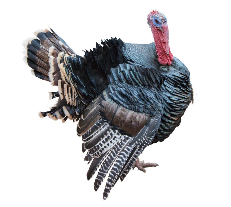 Colorful Turkey Isolated on the White Background Stock Image - Image of ...