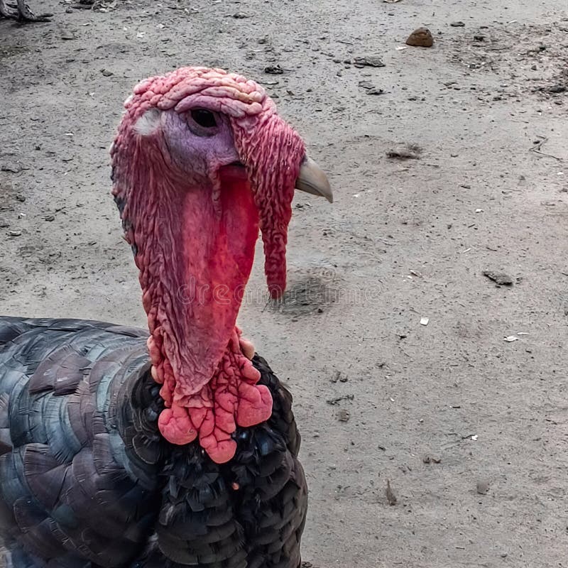 Turkey with Large and Bright Corals Stock Image - Image of corals, beak ...