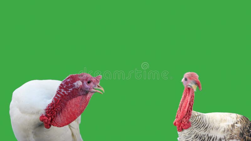 Turkey Male and Turkey Female on Green Stock Footage - Video of rural ...