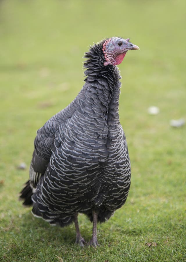 Turkey in a meadow stock image. Image of cockerel, detail - 80279285