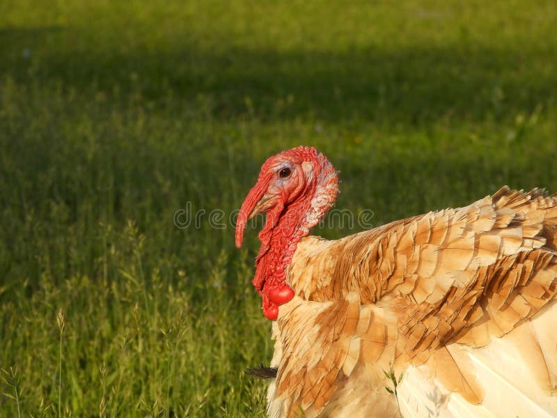 Turkey on a Meadow Side View Portrait Stock Image - Image of meadow ...