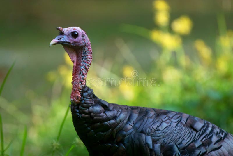 Wild Turkey Strut stock image. Image of morning, meadow - 53930025