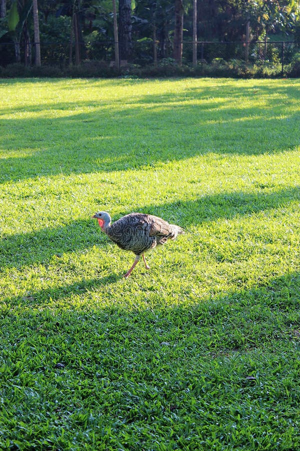 The turkey stock image. Image of little, giving, outside - 116933149