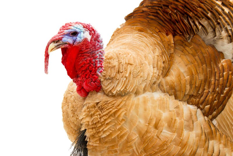 Turkey stock image. Image of bird, isolated, jock, male - 31462963