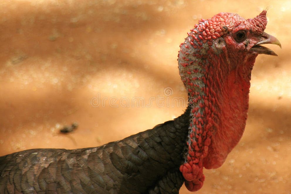 Turkey Neck stock photo. Image of poultry, farm, thanksgiving - 1643770