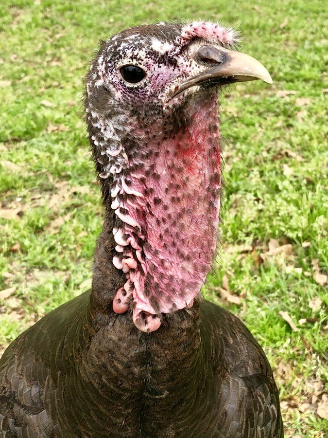 Turkey neck stock photo. Image of looking, neck, turkey - 140159242