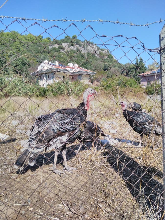 Turkey stock photo. Image of nice, turkey, ground, nature - 128012352