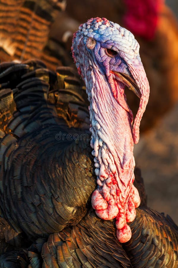 Turkey stock image. Image of gallopavo, jake, galliformes - 30389913