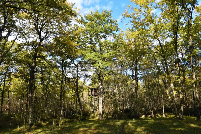 Turkey Oak (Quercus Cerris) Forest with a Watch Tower Bellow Stock ...
