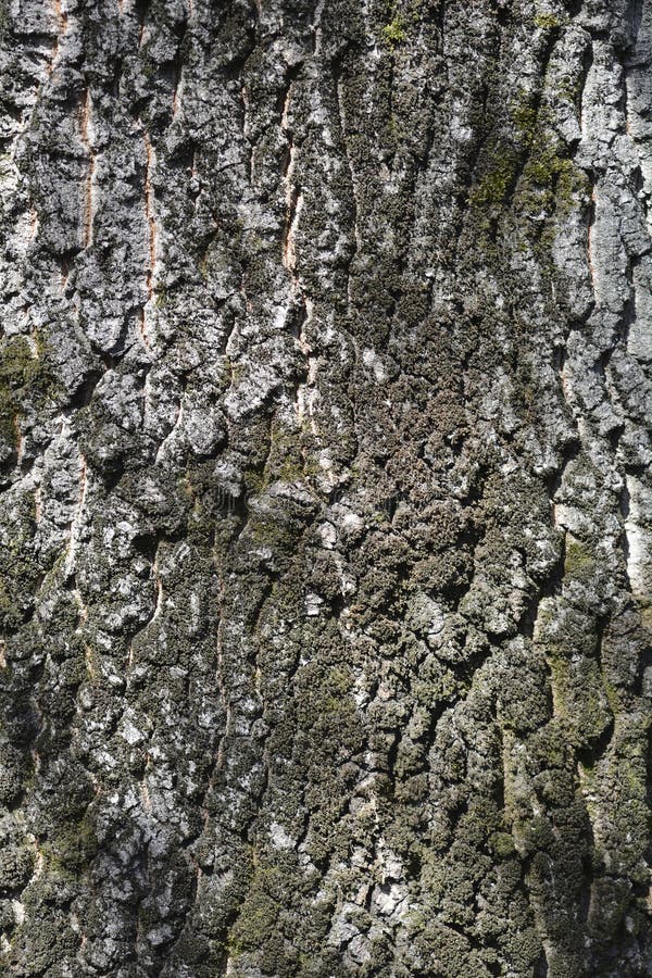 Turkey oak stock image. Image of garden, austrian, background - 337475979