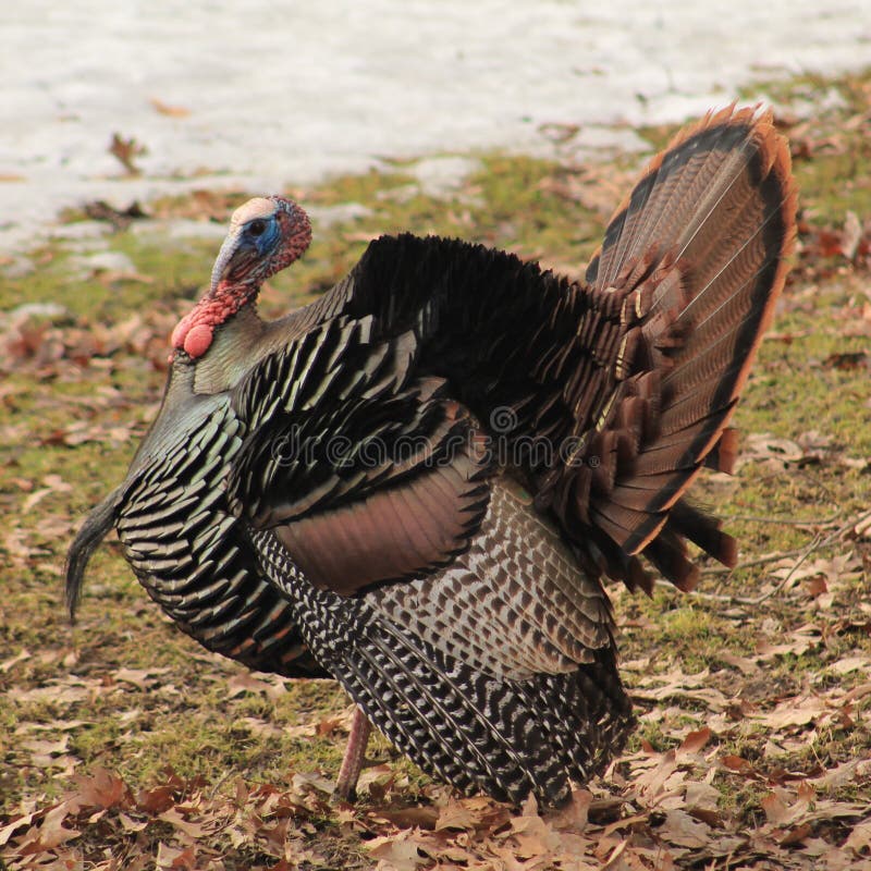 Turkey stock image. Image of turkey, beak, wildturkey - 51506445
