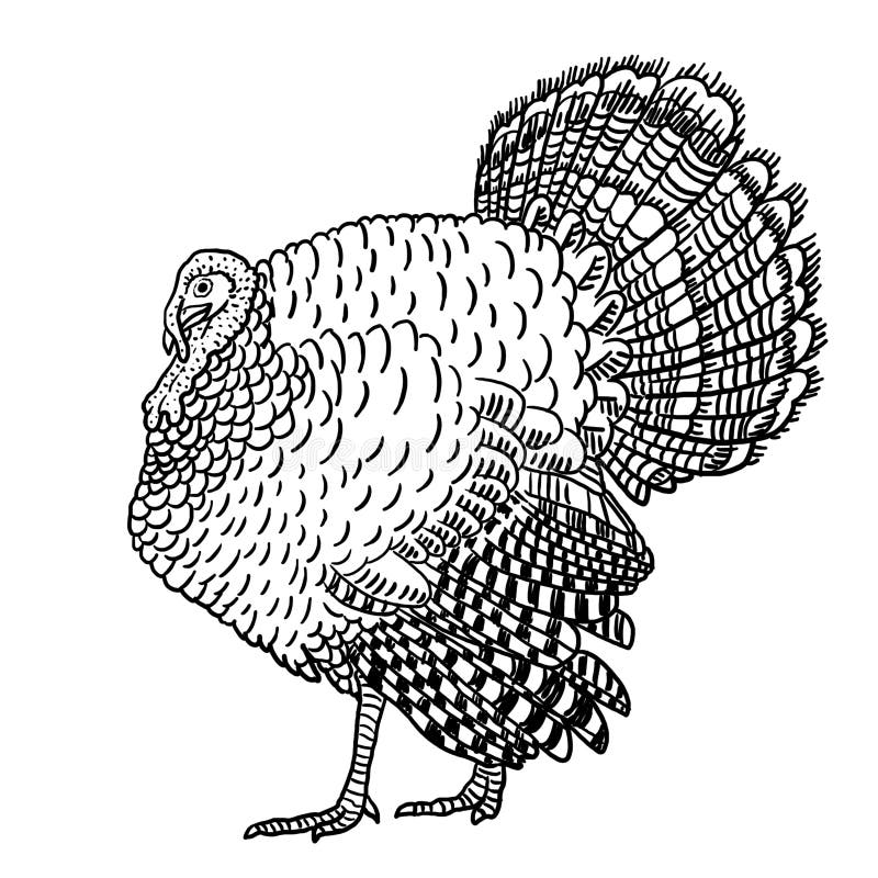 Turkey Outline Illustration Stock Illustration - Illustration of kids ...