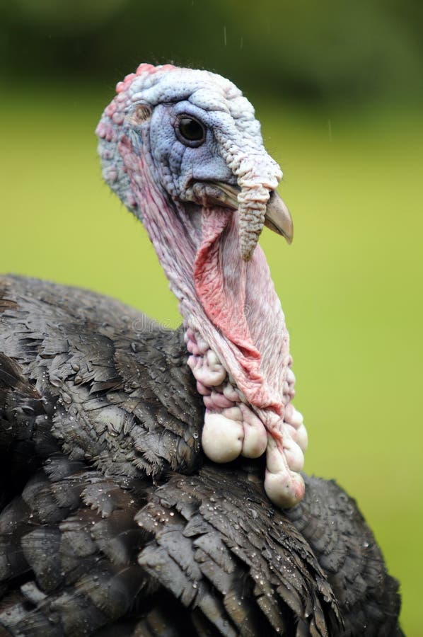 Turkey in Peru stock image. Image of turkey, picchu, beak - 12636429