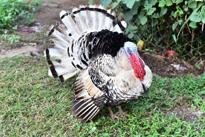 Big Turkey Pabo in Philippines Stock Photo - Image of graphics, turkey ...