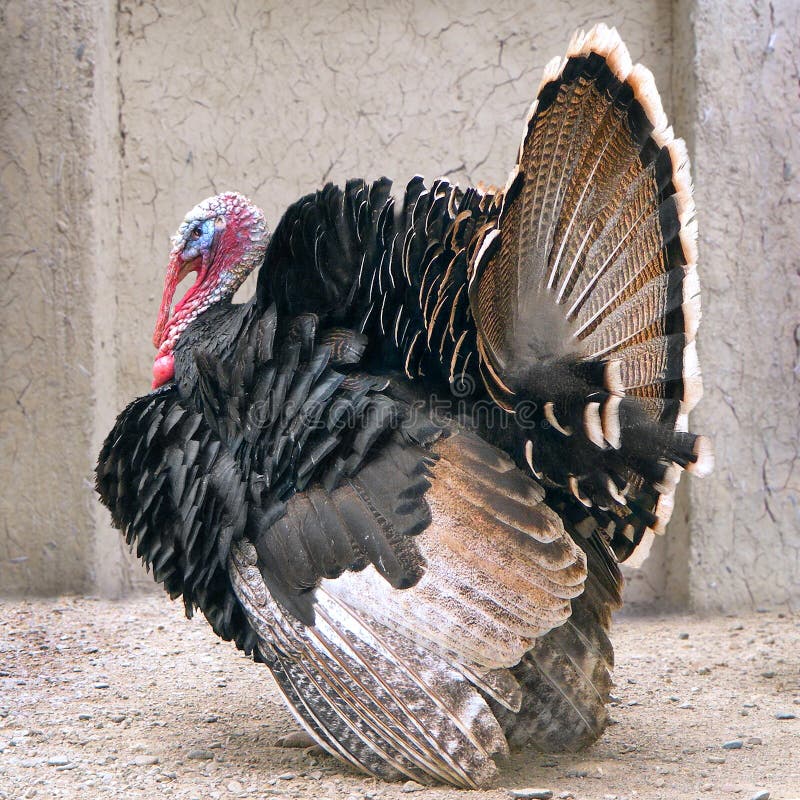 Turkey stock image. Image of animals, nature, farm, fowl - 45871443