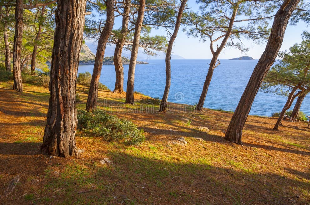 Turkey, Pine Trees and the Sea Stock Photo - Image of scenery ...