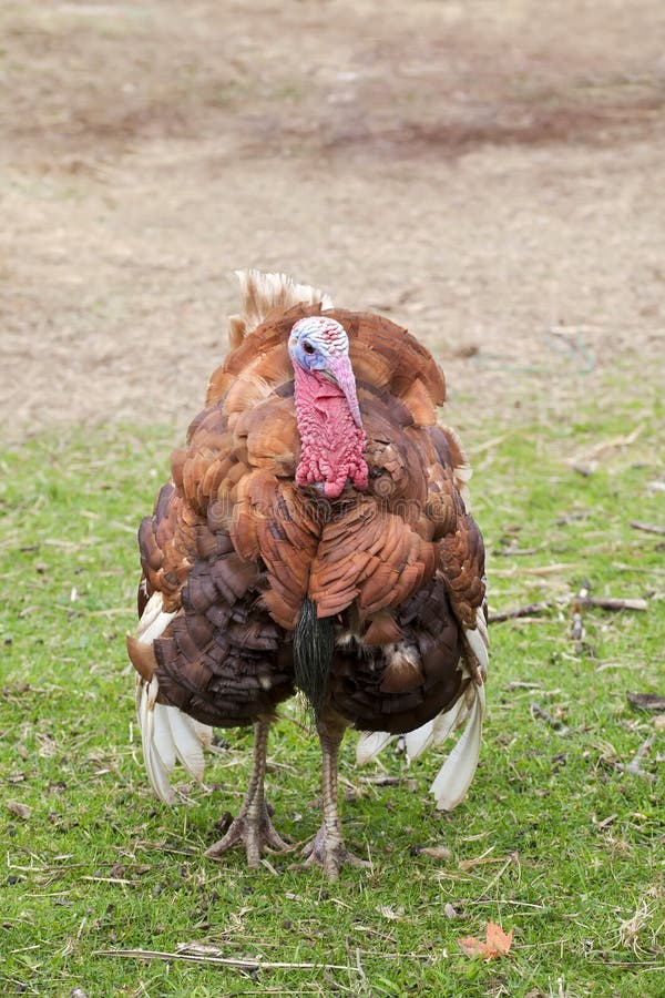 Turkey Portrait stock image. Image of caruncle, meat - 27090185