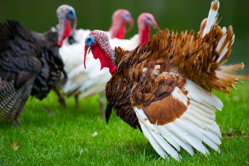 Turkey Portrait stock image. Image of wildlife, rural - 27594711