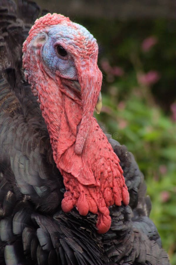 Axe in stump by turkey stock image. Image of animal, turkey - 1675475