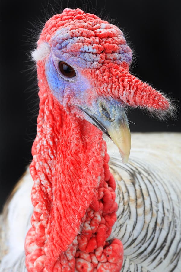 Turkey stock image. Image of grey, background, wildlife - 93473067
