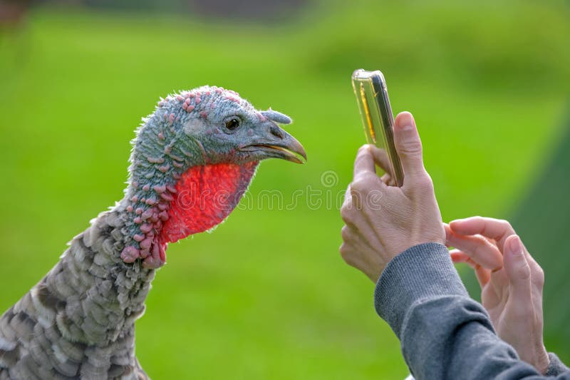 Turkey Portrait stock image. Image of rough, feathery - 28487427