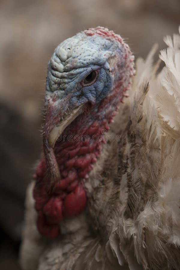 Turkey portrait stock image. Image of countryside, chicken - 67868689