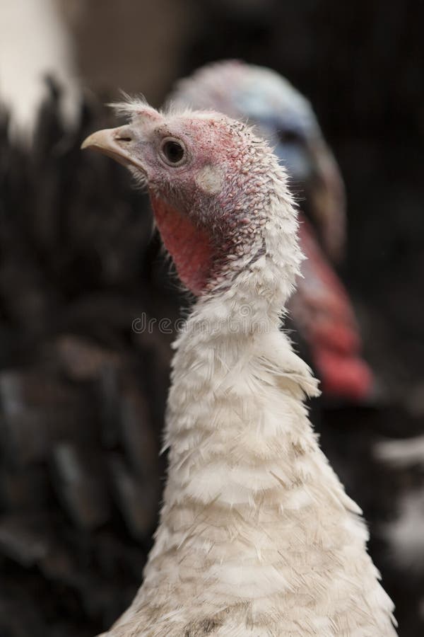 Turkey portrait stock image. Image of countryside, chicken - 67868689