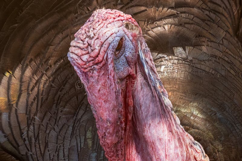 Turkey Portrait at a Coop Looking at the Camera. Close Up View. Stock ...