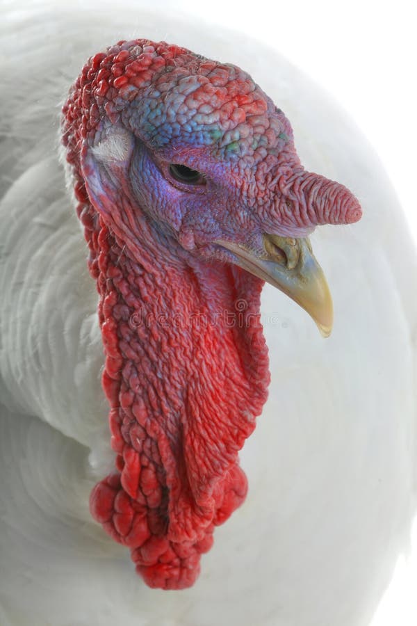 Turkey stock photo. Image of farming, farm, turkey, cockerel - 62784850