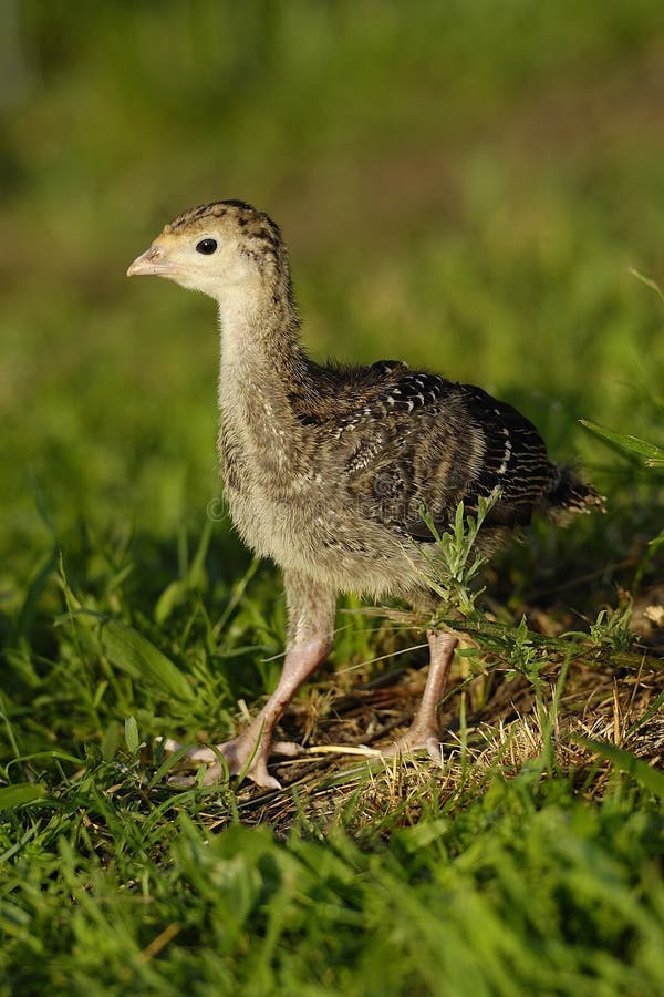 Turkey Poult stock photo. Image of farm, wilderness, poult - 19641216