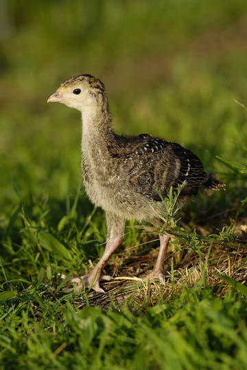 Turkey Poult stock photo. Image of farm, wilderness, poult - 19641216