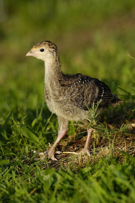 Turkey Poult stock photo. Image of farm, wilderness, poult - 19641216