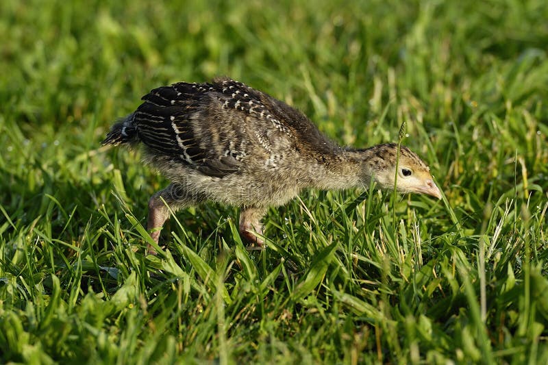 Turkey Poult 1A stock photo. Image of feather, rural - 19641238
