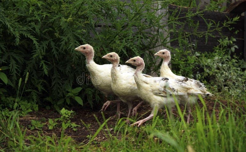 Turkey-poults stock image. Image of animals, jock, poultry - 58719065