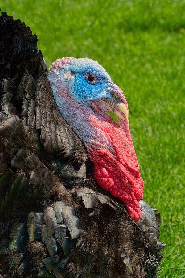 Tom Turkey stock image. Image of cook, feathers, grass - 1625717