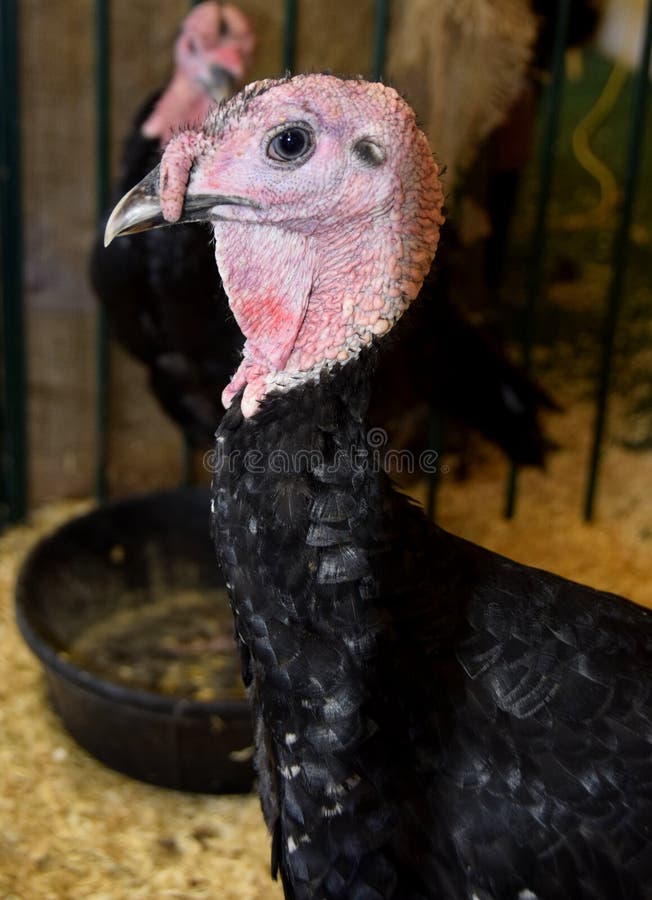 Turkey profile stock photo. Image of turkey, agriculture - 81115700