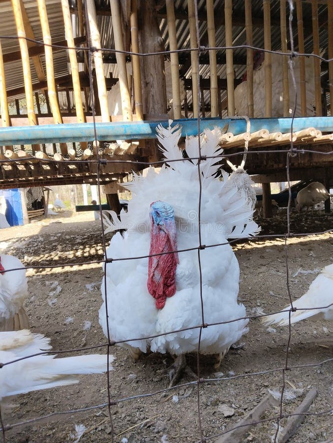 The Turkey is Raised in a Cage Stock Photo - Image of farm, funny ...