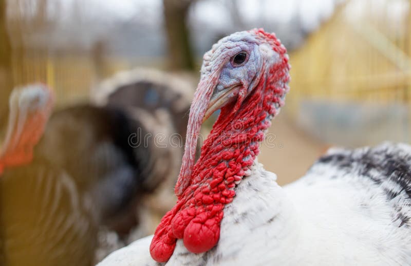 A Turkey with a Red Beak and Red Feathers on Its Head Stock Photo ...