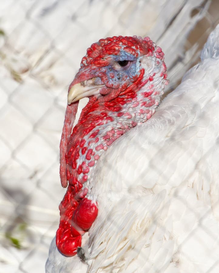 A Turkey with Red Feathers on Its Head and Neck Stock Photo - Image of ...