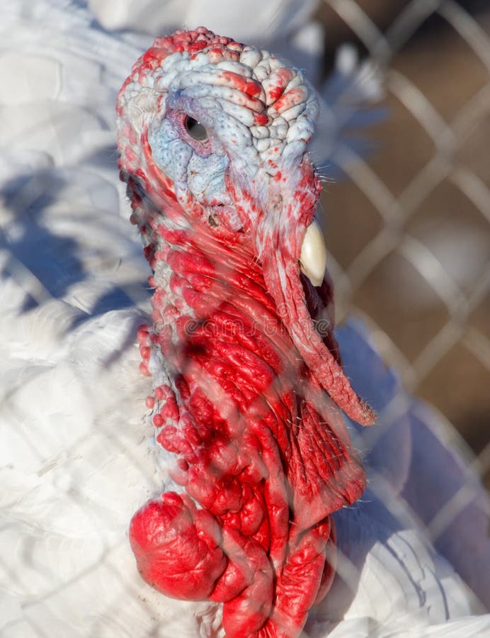 A Turkey with a Red Head and White Body Stock Photo - Image of turkey ...