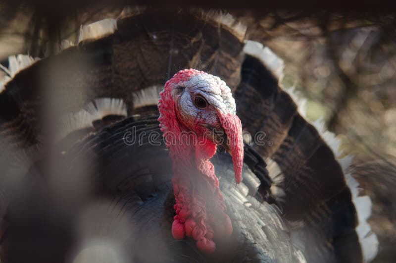 A turkey close up. stock photo. Image of hunt, gamebird - 117122326