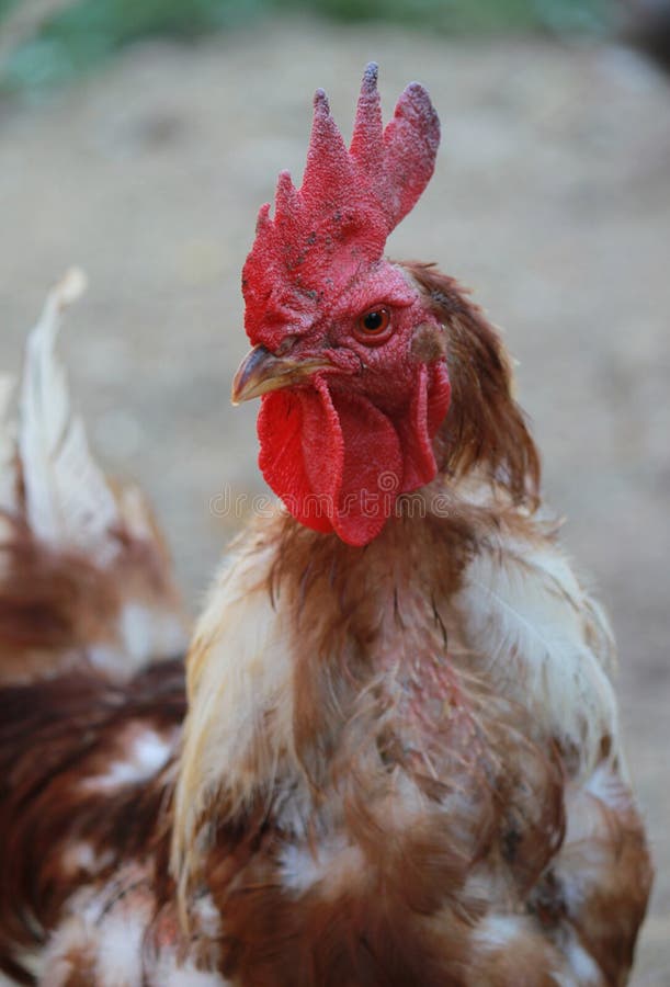 Turkey Rooster stock image. Image of comb, rooster, turkey - 52831085