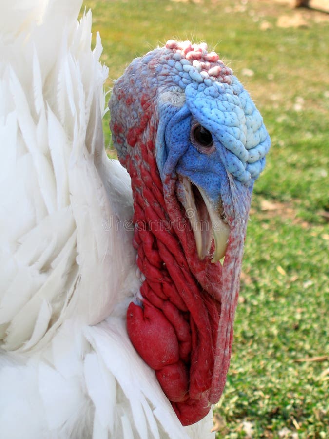Ugly turkey stock photo. Image of feathers, face, avian - 9166086