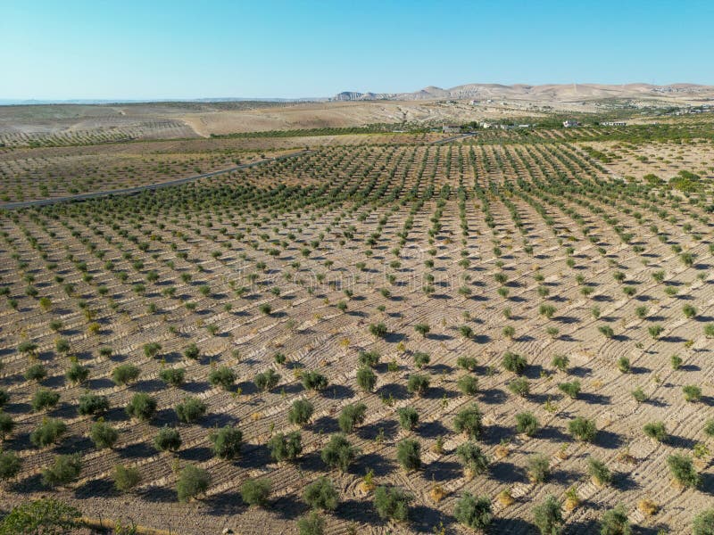 Turkey`s Large and Very Large Pistachio Production Fields Stock Photo ...