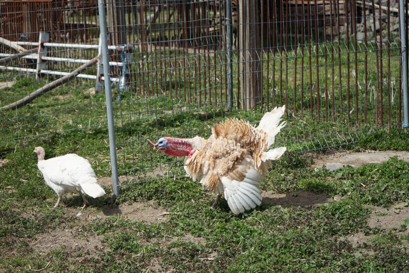 Turkey Screaming on a White Turkey Hen in the Farmyard Stock Image ...