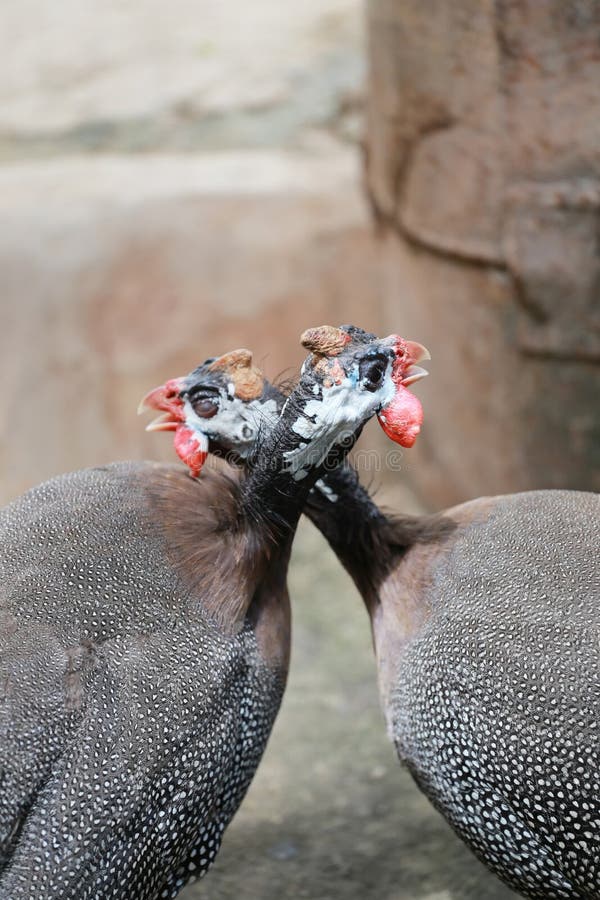 Turkey showing in love. stock photo. Image of hunting - 124696472