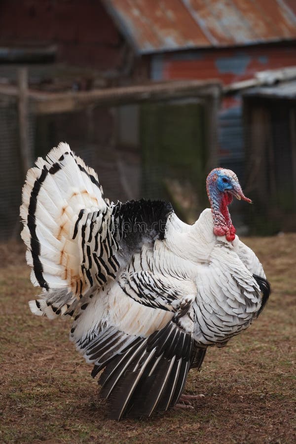 A white turkey stock photo. Image of turkey, birds, domestication ...